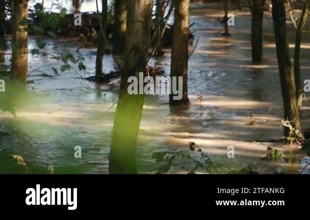 Flood trough trees Stock Videos & Footage - HD and 4K Video Clips - Alamy