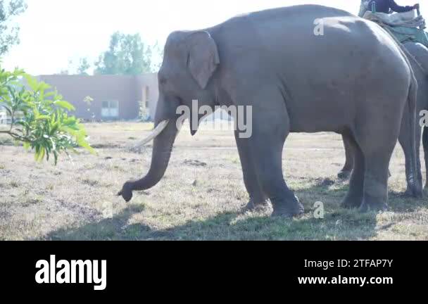 Calf in corbett national park Stock Videos & Footage - HD and 4K Video ...