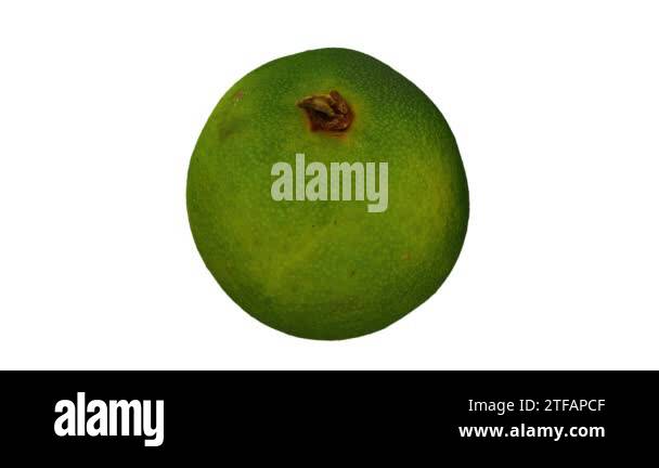 Realistic render of a rolling Calamansi (Philippine Lime) on white ...