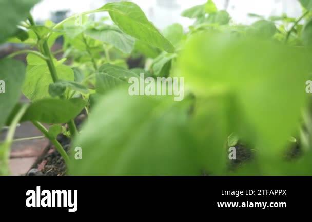 Childrens vegetable garden Stock Videos & Footage - HD and 4K Video ...