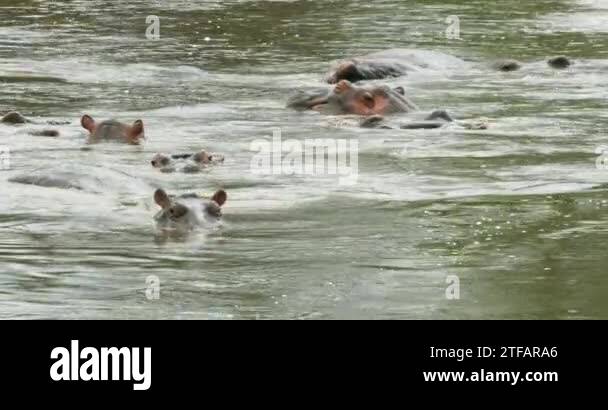 Ears animals Stock Videos & Footage - HD and 4K Video Clips - Alamy