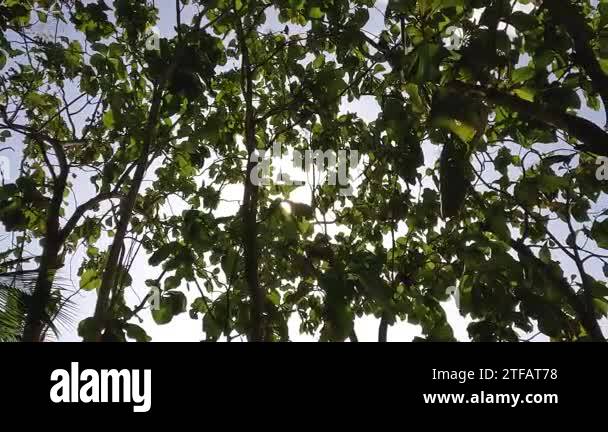 Teak log forest Stock Videos & Footage - HD and 4K Video Clips - Alamy