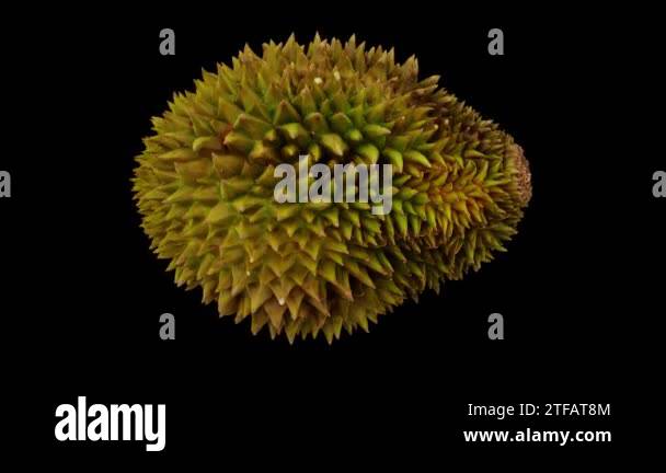 Realistic render of a rolling Durian fruit on black background. The ...