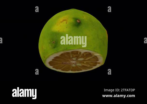 Realistic render of a rolling cut Native Philippine Orange on ...