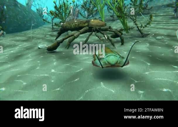 Trilobite eyes Stock Videos & Footage - HD and 4K Video Clips - Alamy