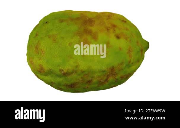 Realistic render of a rolling Native Philippine Lemon on white ...