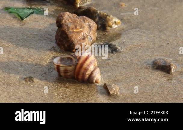 Snail shell on beach Stock Videos & Footage - HD and 4K Video Clips - Alamy