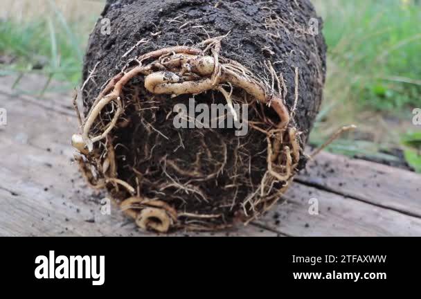 Root bound tree Stock Videos & Footage - HD and 4K Video Clips - Alamy