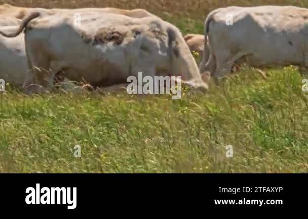 Free range cows in the farm field, grazing on grass and pasture ...