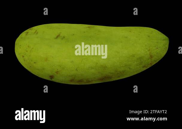 Realistic render of a rolling Green (Unripe) Ivory Mango on black ...