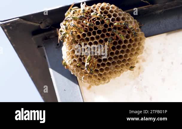 Cells of hornets nest Stock Videos & Footage - HD and 4K Video Clips ...