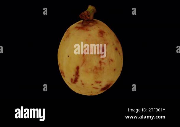 Realistic render of a spinning Lanzones (Langsat, Longkong) on ...