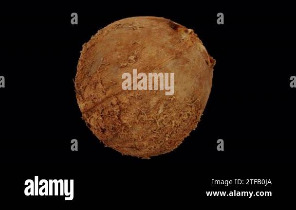 Realistic render of a rotating Husked Ripe Coconut on transparent ...