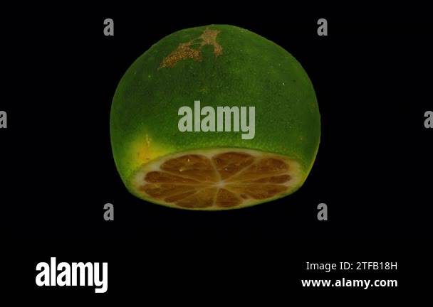 Realistic render of a rolling cut Dalandan Orange on transparent ...