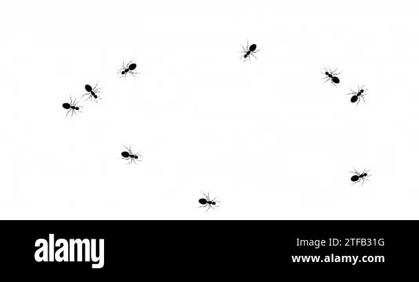 Colony ant. Swarm ants runs on white screen. Workers ants marching ...