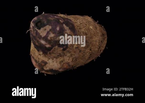 Realistic render of a rotating Purple Yam (Ube) on transparent ...