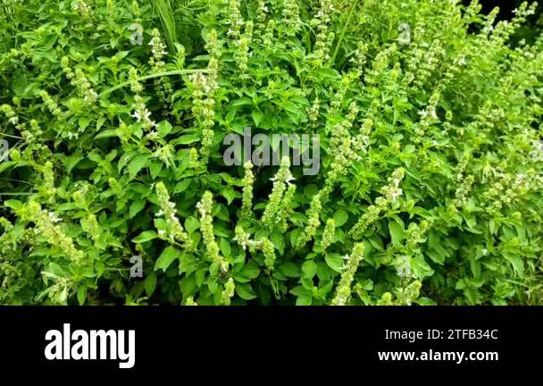 A Lemon Basil Holy Ocimum Gratissimum Hoary Thai Lemon Basil Lao Seeds Hybrid Between Sweet ...