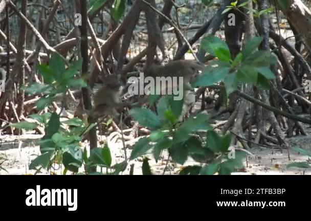 Monkey in mangroves Stock Videos & Footage - HD and 4K Video Clips - Alamy