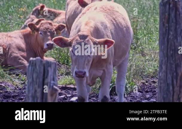 Free range cows herd in the farm field, domestic cattle. Animal ...