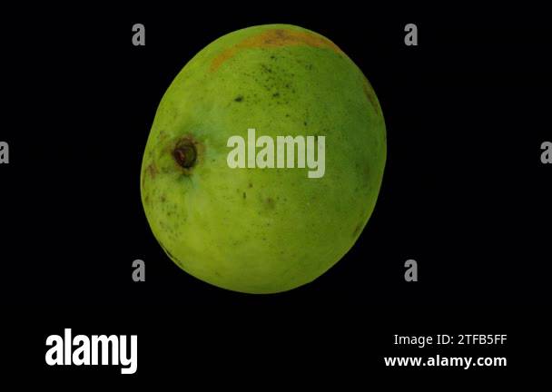 Realistic render of a spinning Philippine Green Mango (Katchamitha ...