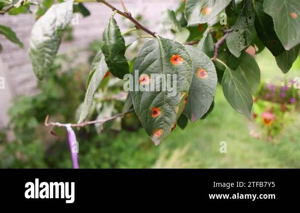 spots on the leaves. plant diseases. spoiled leaves. sick tree. disease ...