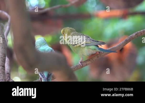 One budgerigar, melopsittacus undulatus bobbing, squawking and chasing ...