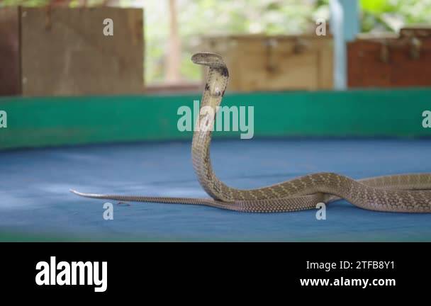 Close-up of King Cobra breathing at the arena show of Mae Sa Snake Farm ...