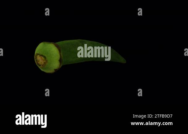 Realistic render of a rotating Okra (Okro,Ochro) Pod on transparent ...