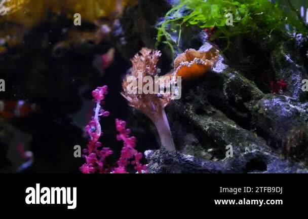 Red algae tree Stock Videos & Footage - HD and 4K Video Clips - Alamy