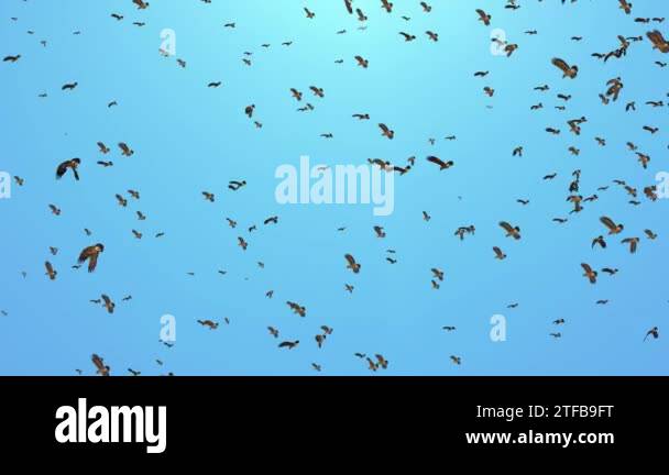abstract A Lot flock of birds flying in the sky Loop Background ...