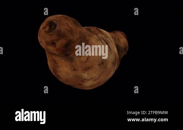 Realistic render of a spinning Yacon Root on transparent background ...