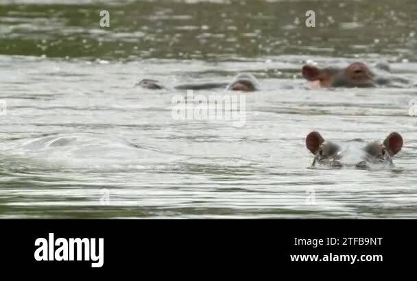 Disappearing animals Stock Videos & Footage - HD and 4K Video Clips - Alamy