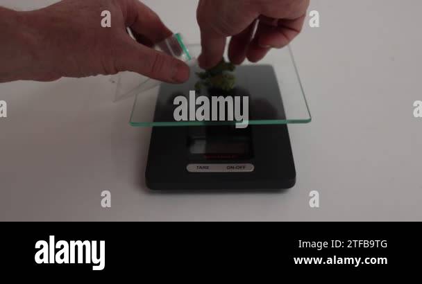 Male hands taking the marijuana that is on a scale and placing it in a ...