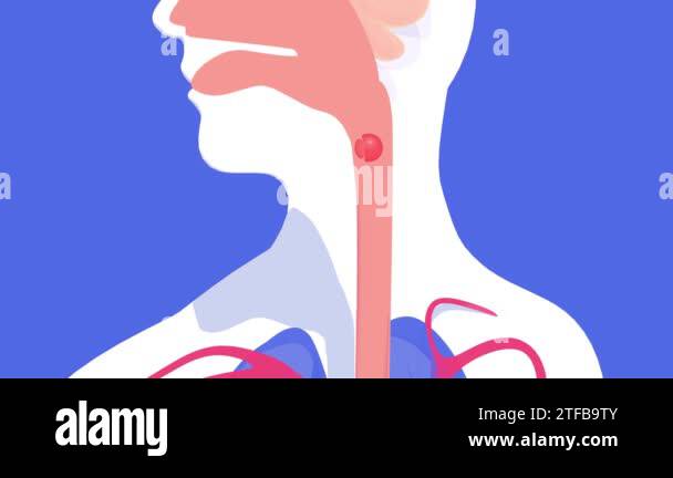 Schematic 3d animation of the course of digestion in the human ...