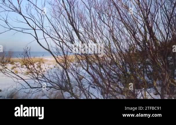 Sand dunes of the Baltic on a winter day. Yellow sand on white snow. Branches of a willow bush ...