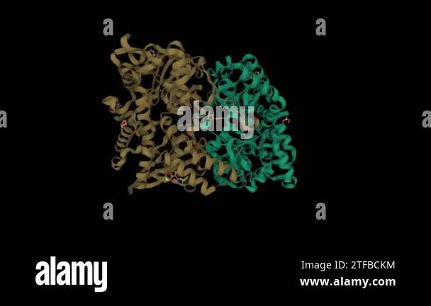 Structure of human cytosolic 5'-nucleotidase II in complex with ...
