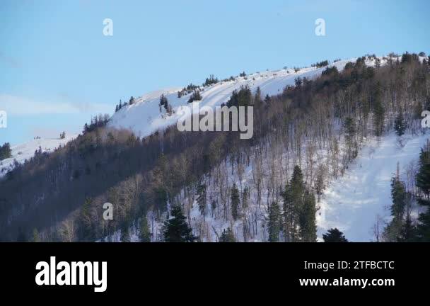 Beech trees on ridge Stock Videos & Footage - HD and 4K Video Clips - Alamy