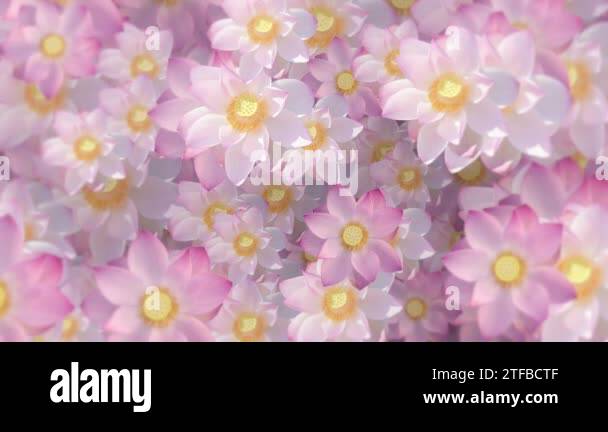 Beautiful floral motion background animation with sacred pink and white ...