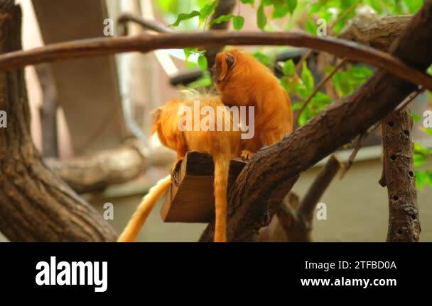 Monkey scratching the back of another monkey Stock Videos & Footage ...