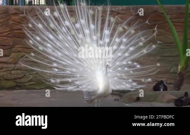 Elegant male Indian peafowl, pavo cristatus, wiggling tail, flaunting ...