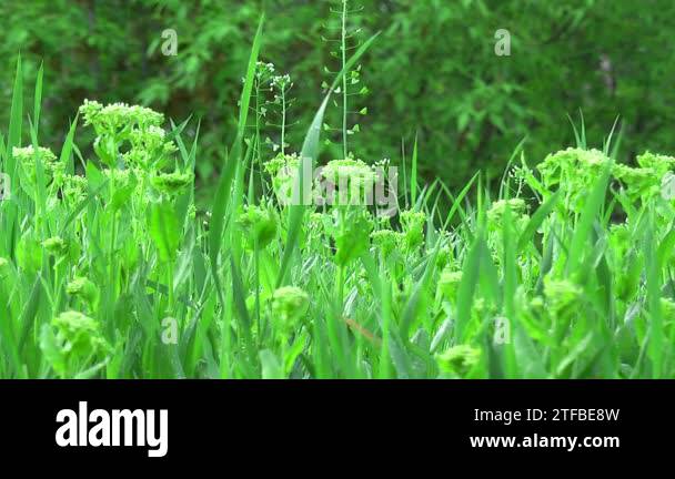 Meadow in rain Stock Videos & Footage - HD and 4K Video Clips - Alamy