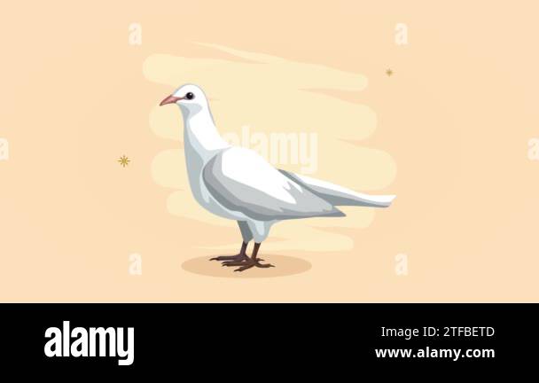 White cute dove Stock Videos & Footage - HD and 4K Video Clips - Alamy