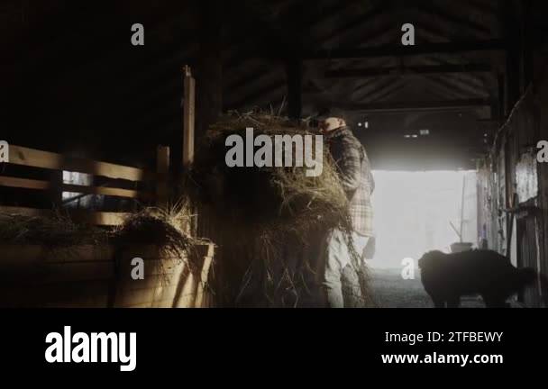 Cinematic shot of male farmer working in the barn full of haystacks. Sunlight breaks into the ...