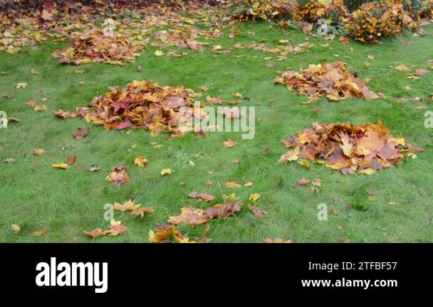 Kick leaf Stock Videos & Footage - HD and 4K Video Clips - Alamy