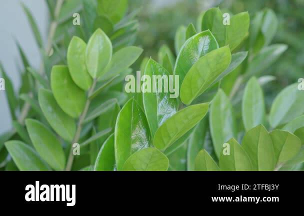 Wind blowing plant Stock Videos & Footage - HD and 4K Video Clips - Alamy