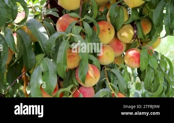 Farm fresh peaches Stock Videos & Footage - HD and 4K Video Clips - Alamy