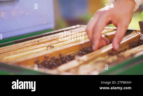 Closeup hive with beehive frames, and hands of male beekeeper, with a ...