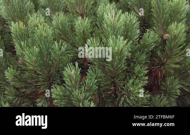 Creeping pine Stock Videos & Footage - HD and 4K Video Clips - Alamy