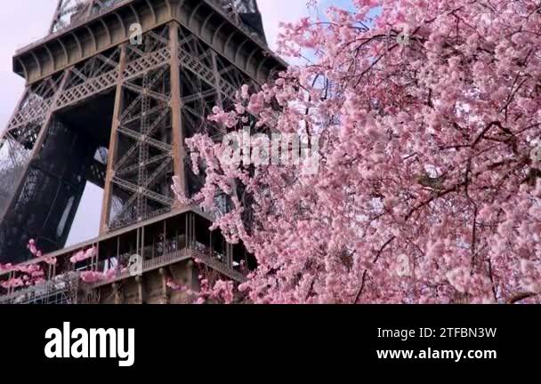 Paris cherry blossom tree Stock Videos & Footage - HD and 4K Video ...