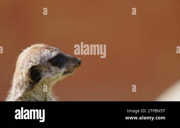 Animal horizontal african nature Stock Videos & Footage - HD and 4K ...